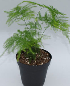 VANASPATI UDYAN Shatvari Plant Price in India - Buy VANASPATI UDYAN ...