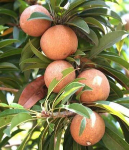 Cloud Farm Chiku Plant Price in India - Buy Cloud Farm Chiku Plant ...