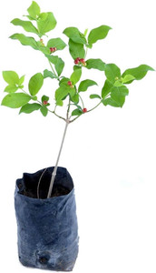 Global Mart Plant Indian Sarsaparilla Plant Price in India - Buy Global ...