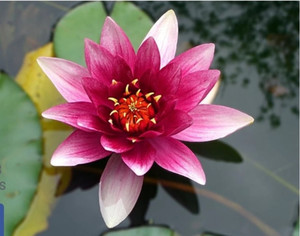 Click Tree Hub Lotus Plant Price in India - Buy Click Tree Hub Lotus ...