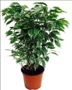 Sundhi Ficus Plant Price in India - Buy Sundhi Ficus Plant online at ...