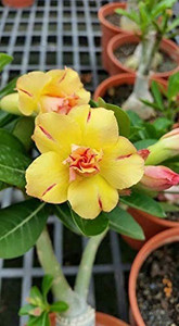 Cloud Farm Adenium Plant Price in India - Buy Cloud Farm Adenium Plant ...