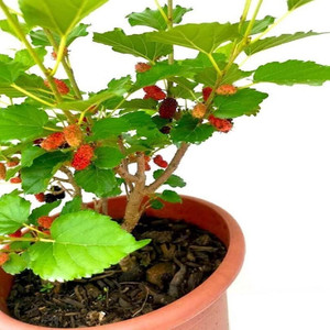 Cloud Farm Shahtoot/Mulberry Plant Price in India - Buy Cloud Farm ...