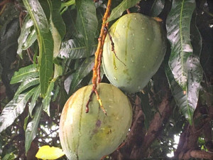 InGreen Mango Plant Price in India - Buy InGreen Mango Plant online at ...
