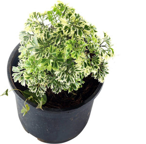 SAYANTIKA NURSERY Aralia Plant Price in India - Buy SAYANTIKA NURSERY ...