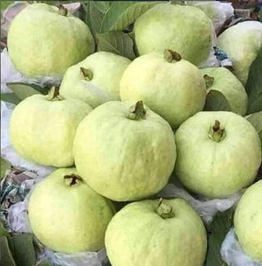 hybrid peyara Guava Plant Price in India - Buy hybrid peyara Guava ...