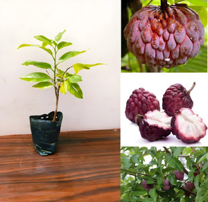 Green view Custard Apple Plant Price in India - Buy Green view Custard ...