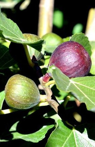 EliteGreen Gular/Cluster Fig Plant Price in India - Buy EliteGreen ...