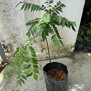 Mohomaya Curry Leaf Plant Price in India - Buy Mohomaya Curry Leaf ...