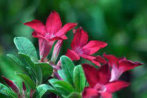 QUEEEN GULU Adenium Plant Price in India - Buy QUEEEN GULU Adenium ...