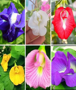 PB honey priya plant Aparajita/ Butterfly Pea Plant Price in India ...
