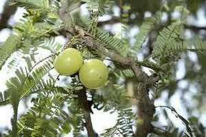 Queen Gulu Amla Plant Price in India - Buy Queen Gulu Amla Plant online ...