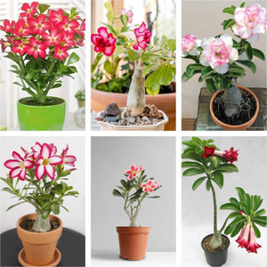 Cloud Farm Adenium Plant Price in India - Buy Cloud Farm Adenium Plant ...