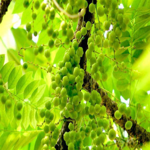 Cloud Farm Amla Plant Price in India - Buy Cloud Farm Amla Plant online ...