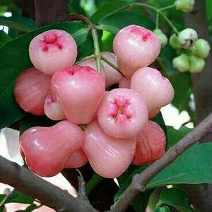 Sisa Wax Apple White Wax Fruit Price in India - Buy Sisa Wax Apple ...