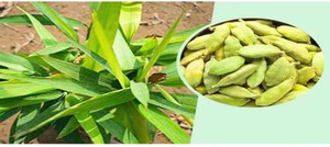 Cloud Farm Elaichi/Cardamom Plant Price in India - Buy Cloud Farm ...