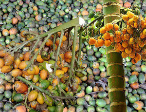 PlantsKingdom Betel Nut/Supari Plant Price in India - Buy PlantsKingdom ...