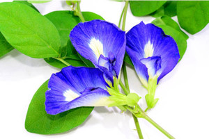 Cloud Farm Aparajita/ Butterfly Pea Plant Price in India - Buy Cloud ...