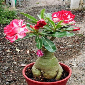 Cloud Farm Adenium Plant Price in India - Buy Cloud Farm Adenium Plant ...