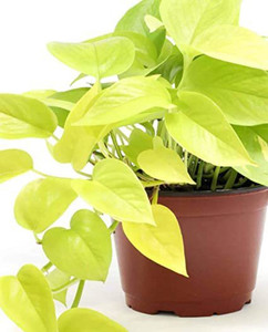 Farmplants Pothos Plant Price in India - Buy Farmplants Pothos Plant ...