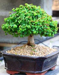 tojo Jade Plant Price in India - Buy tojo Jade Plant online at Flipkart.com