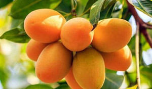 Marinetree Mango Plant Price in India - Buy Marinetree Mango Plant ...