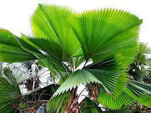 YADRA China Palm Plant Price in India - Buy YADRA China Palm Plant ...