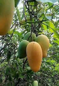 Anwar Ratol Mango Mango Plant Price in India - Buy Anwar Ratol Mango ...