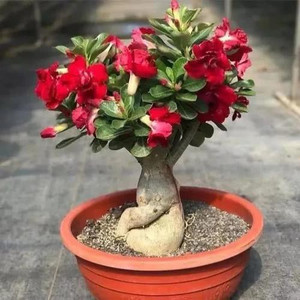 Cloud Farm Adenium Plant Price in India - Buy Cloud Farm Adenium Plant ...