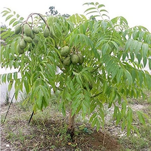 Green view Amra Plant Price in India - Buy Green view Amra Plant online ...