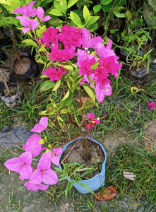 ADANNAYA Bougainvillea Plant Price in India - Buy ADANNAYA ...