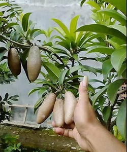 Cloud Farm Chiku Plant Price in India - Buy Cloud Farm Chiku Plant ...