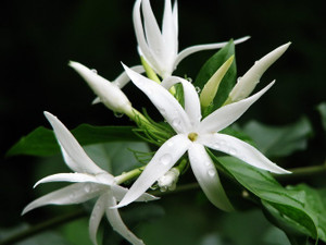 Green view Jasmine Plant Price in India - Buy Green view Jasmine Plant ...