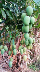 EROANVIA Mango Plant Price in India - Buy EROANVIA Mango Plant online ...