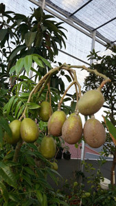 EliteGreen Amra Plant Price in India - Buy EliteGreen Amra Plant online ...