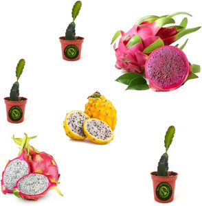 Rai enterprise Dragon Tree Price in India - Buy Rai enterprise Dragon ...