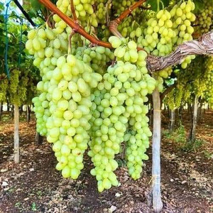 hybrid thai grapes Grapes Plant Price in India - Buy hybrid thai grapes ...