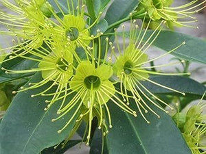 Cloud Farm Camphor Plant Price in India - Buy Cloud Farm Camphor Plant ...