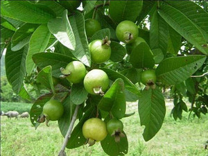 Bloom And Grow Guava Plant Price in India - Buy Bloom And Grow Guava ...