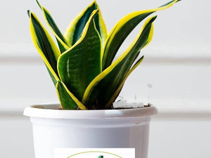 DOOR TO GARDEN Golden Cascade Plant Price in India - Buy DOOR TO GARDEN ...