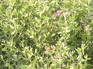 Plantzoin Rasna Plant Price in India - Buy Plantzoin Rasna Plant online ...