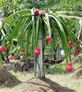 PLaNeTree Dragon Tree Price in India - Buy PLaNeTree Dragon Tree online ...