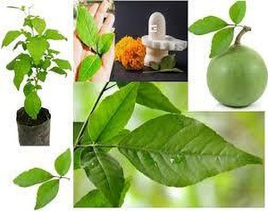 MAQINPLANTHOUSE Bel Plant Price in India - Buy MAQINPLANTHOUSE Bel ...