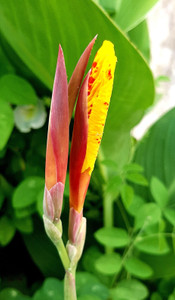 Plant Paradise Canna Lily Plant Price in India - Buy Plant Paradise ...