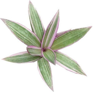 DECOREEN Rhoeo discolor Plant Price in India - Buy DECOREEN Rhoeo ...