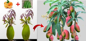 Creative Farma Mango Plant Price in India - Buy Creative Farma Mango ...