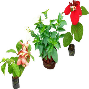 SENECIO® Mussaenda Plant Price in India - Buy SENECIO® Mussaenda Plant ...