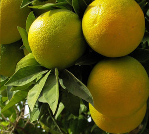 GLOBAL GREEN Bel Plant Price in India - Buy GLOBAL GREEN Bel Plant ...