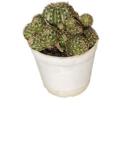 THEPLANTHOUSE Barrel Cactus Plant Price in India - Buy THEPLANTHOUSE ...