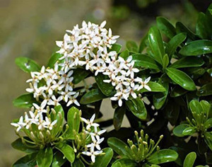 Mohomaya Trothic Ixora/Chethi Plant Price in India - Buy Mohomaya ...